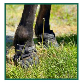 Hufschuhe-Lichtenfels - Flex Hoof Boot Wide